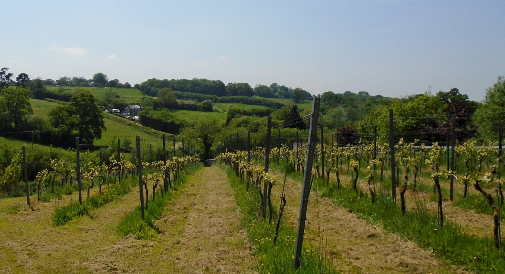 Melbury Vale Winery – Winery and Vineyard